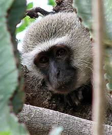 Monkey Sanctuary tours from Johannesburg - Bushbaby tour